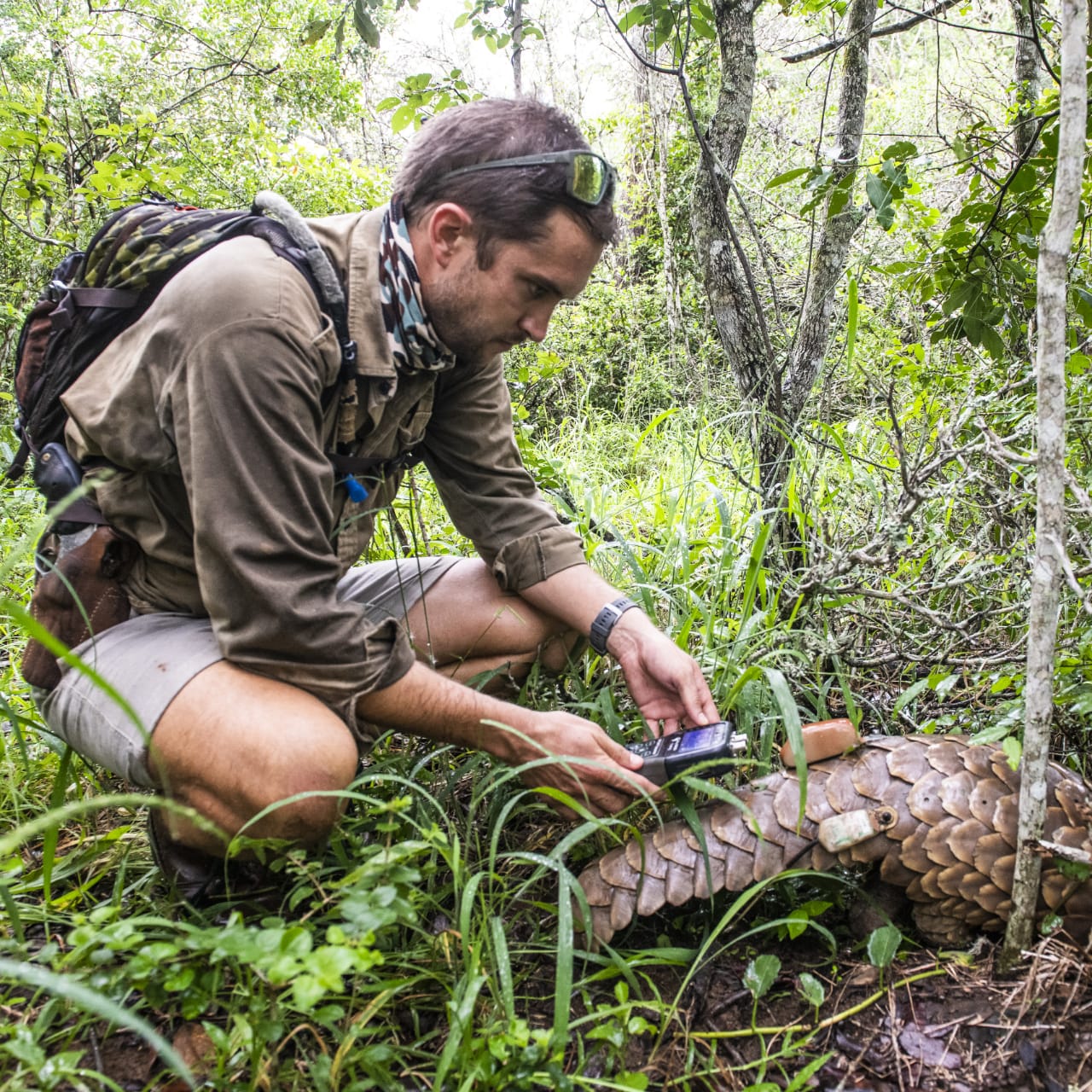 Pangolin Conservation - Kids Can Save Animals